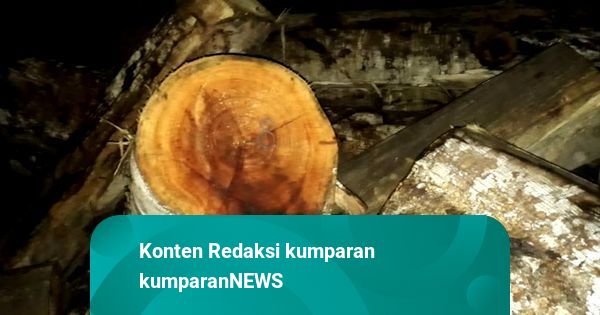Dalam Sebulan KLHK Amankan 384 Kontainer Kayu Ilegal dari Papua | kumparan.com